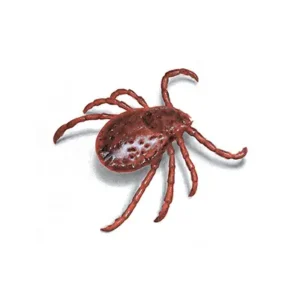 Pest Removal Service - Tick Infestation - Sayonara Pest Management